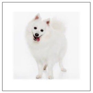 CITY PET HOUSE & ANIMAL CLINIC